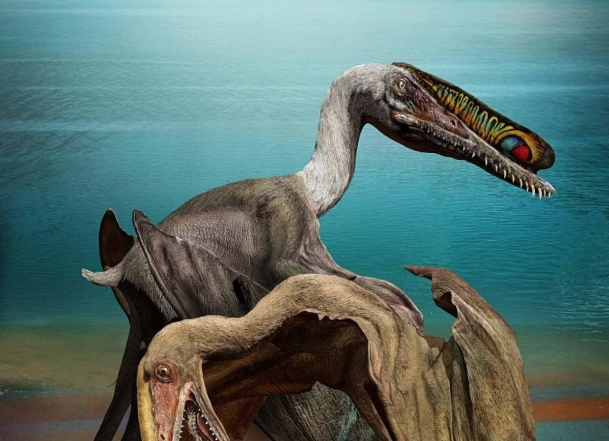 Descubren más de 200 huevos de Pterosaurio en China | Arena Pública